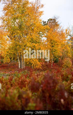 Fall Foliage trees in Arcadia State Management Area of Rhode Island ...