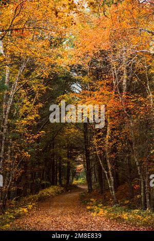 Fall Foliage roads in Arcadia State Management Area of Rhode Island ...
