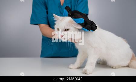 The veterinarian combs out a white fluffy cat with a special glove ...