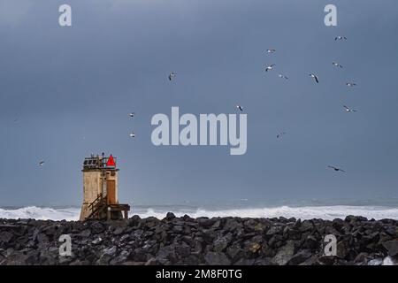 Seagulls flying around a jetty with a foghorn at the Oregon Coast Stock ...