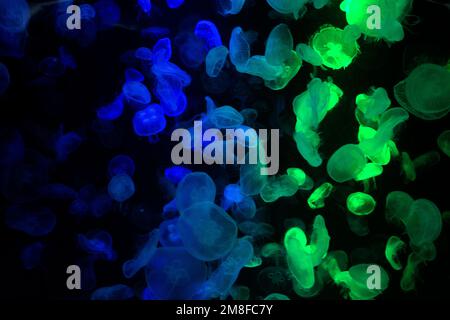 Sea jellies or Jellyfish in Institute building Marine Aquarium and ...