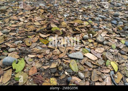 Pebbles and leaves scattered on the ground in a city park background ...