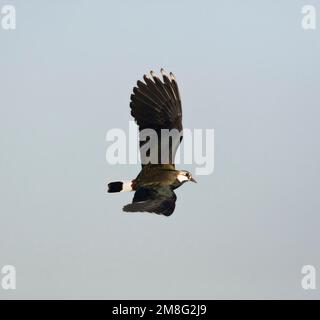 Kievit in vlucht; Northern Lapwing in flight Stock Photo - Alamy