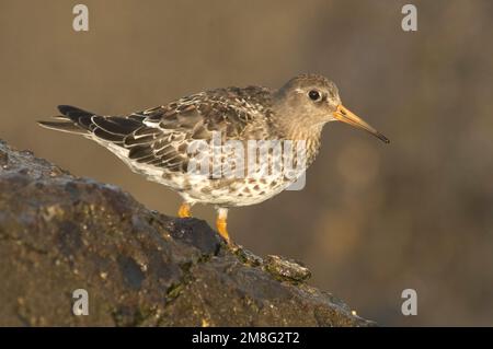 Purple Sandpiper standing; Paarse Strandloper staand Stock Photo - Alamy