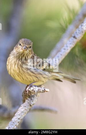 Citril Finch (Serinus citrinella) in Spanish pre-Pyrenees during summer ...