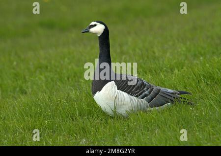 Barnacle Goose standing; Brandgans staand Stock Photo - Alamy