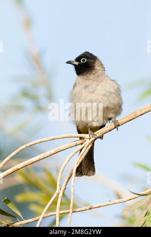 White-spectacled Bulbul (Pycnonotus xanthopy) in Israel Stock Photo - Alamy