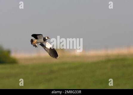 Northern Lapwing flying; Kievit vliegend Stock Photo - Alamy
