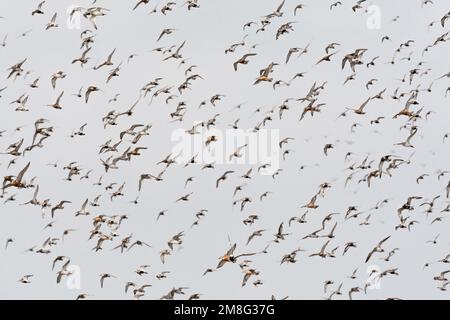 Groep vogels met Bonte Strandloper en Kanoet vliegend; Bird flock with ...