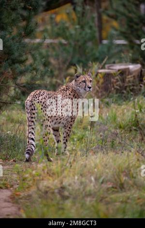 A vertical shot of a graceful cheetah in the green field Stock Photo ...