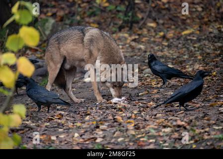 A Eurasian wolf eating the prey in the field with ravens Stock Photo ...
