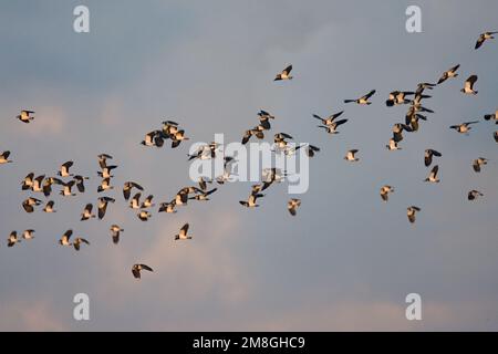 Northern Lapwing flock flying; Kievit groep vliegend Stock Photo - Alamy