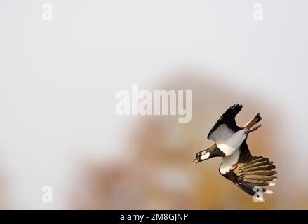 Kievit, Northern Lapwing; Vanellus vanellus Stock Photo - Alamy