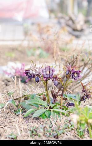 spring colorful helleborus flowers blossoming in green spring garden ...