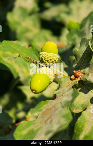 Crop of nearly ripe acorns mature in sunshine on an English oak tree ...