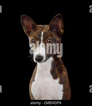 Brindle color African Basenji dog isolated on black background Stock ...