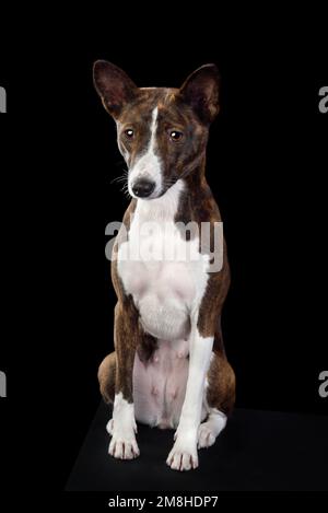 Brindle color African Basenji dog isolated on black background Stock ...