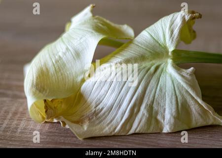 interesting calla leaves, close-up view, leaf texture, neutral ...