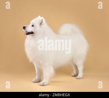 beautiful samoyed dog portrait standing in park Stock Photo - Alamy