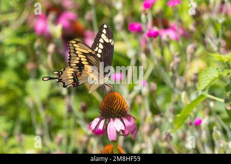Giant Swallowtail (Papilio cresphontes) on Purple Coneflower (Echinacea ...