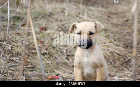 stray hungry dog puppies pictured in mid of warm january day in nature ...