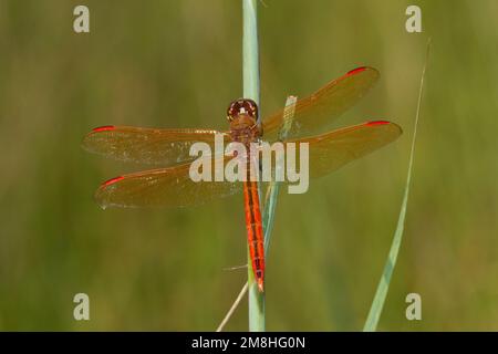 Golden-winged Skimmer dragonfly (Libellula auripennis) male perched ...