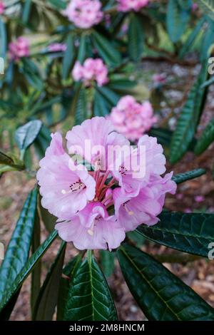 Pink rose rhododendron flowers on summer mountain slope Stock Photo - Alamy