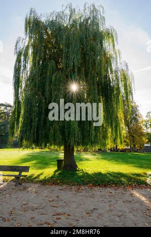 A vertical shot of a willow tree and wooden benches in a park Stock ...