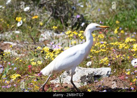 White feathered Western Cattle Egret stalking insects amongst the ...