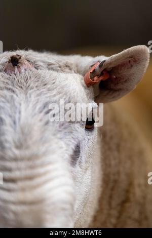 North Country Cheviot, Hill Type, ram sale at Lockerbie Livestock ...