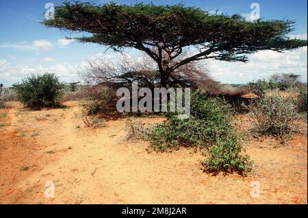 A scenic photograph of a tree near Kismayo, Somalia. Base: Kismayo ...