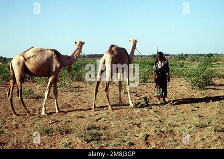 A Somali villager with his camels. Subject Operation/Series: CONTINUE ...
