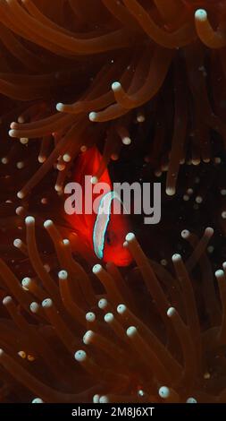 Tomato anemonefish, Amphiprion frenatus, with a scuba diver in the ...