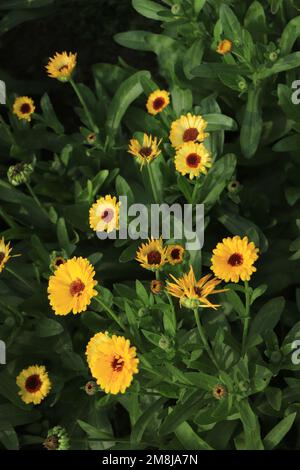 Flower calendula in the garden top view close-up. Grade Green heart ...