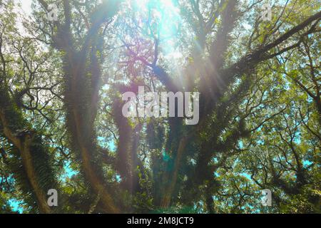 Bottom view of tall old Banyan tree in . Low angle shot of a Banyan ...