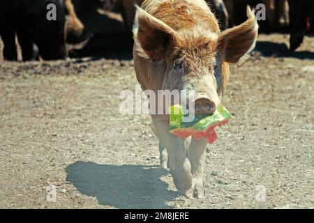 Swine husbandry. Ukrainian steppe white breed of pigs. Rough build ...