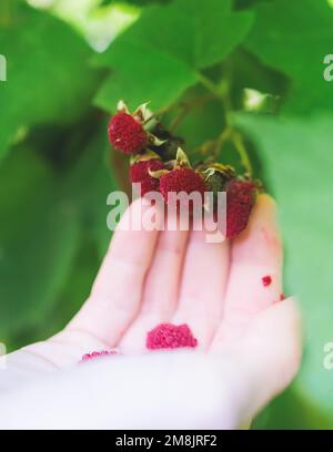 Process of harvesting raspberry and picking berries and wild ...