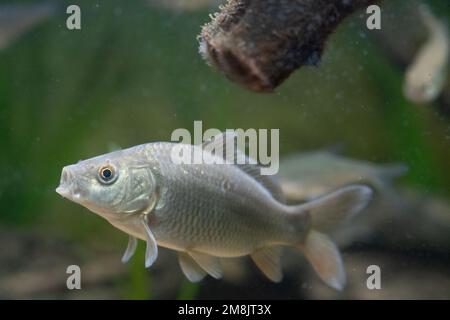 small carp swimming on the bottom of a pond Stock Photo - Alamy