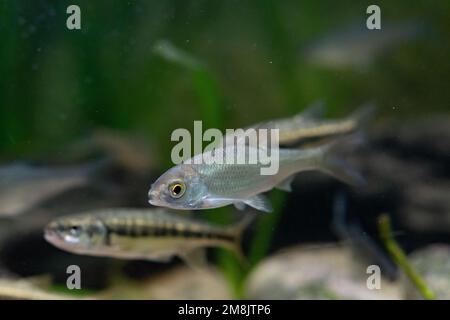 Roach fry in shoal Stock Photo - Alamy