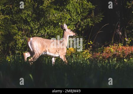 White-tailed deer pasturing in the meadows woods of the Southern ...