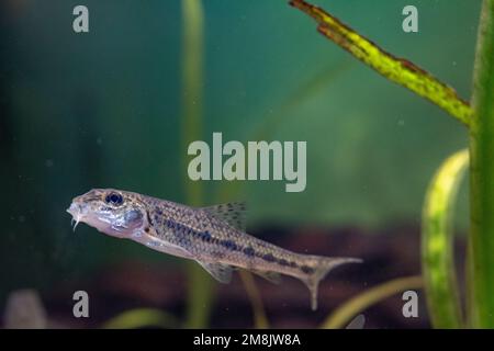 gudgeon swimming in the mid water Stock Photo - Alamy
