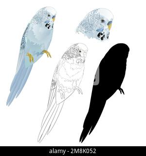 Bird Budgerigar, home pet ,blue pet parakeet on a branch bouquet with ...