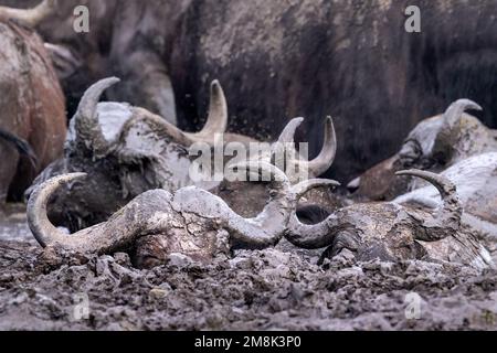 Wild buffalo wallowing in a mud pool in a National Park in Uganda, East ...