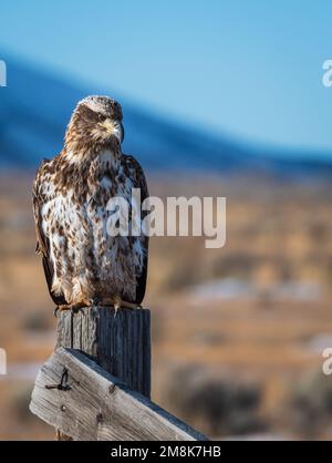 A juvenile Bald Eagle sit on a fence post near Lamoille Canyon Nevada ...