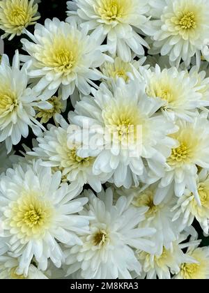 A vertical shot of white and yellow chrysanths Stock Photo - Alamy