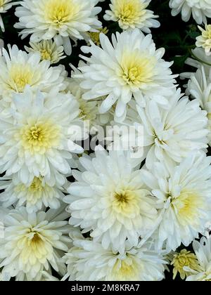 A vertical shot of white and yellow chrysanths Stock Photo - Alamy