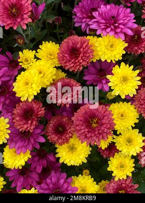 A vertical shot of reddish chrysanths Stock Photo - Alamy