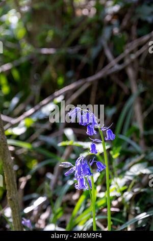 Bluebell flowers in dappled sun, close up Stock Photo - Alamy