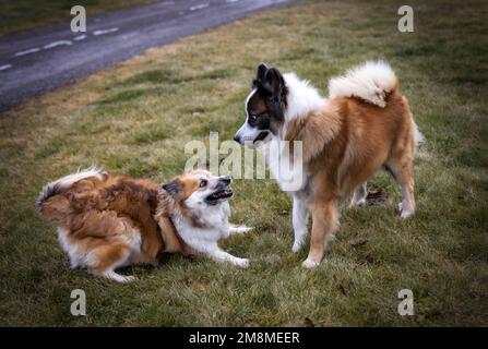 Two Icelandic Sheepdogs playing Stock Photo - Alamy
