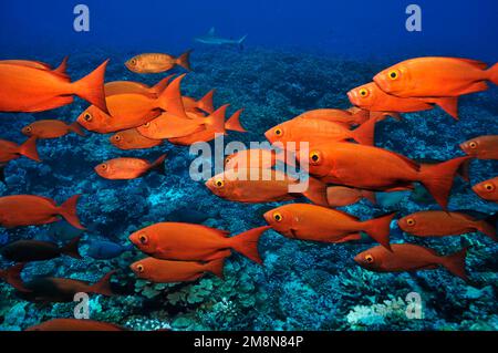 Bigeyes (Priacanthidae) over hard corals in Fakarava, South Seas ...